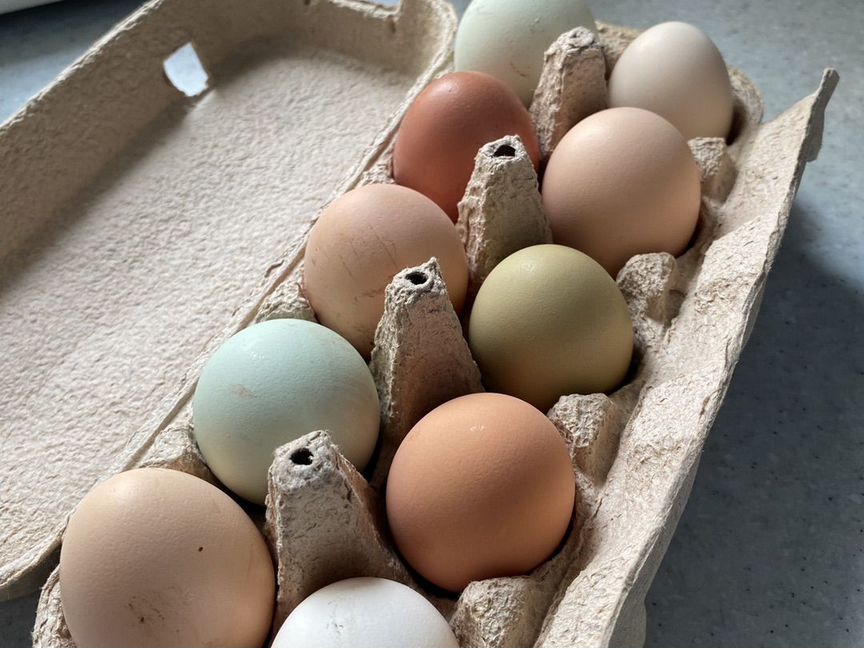 Домашние куриные яйца