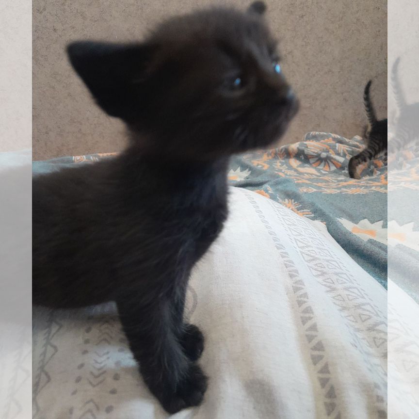 Черный котик в дар