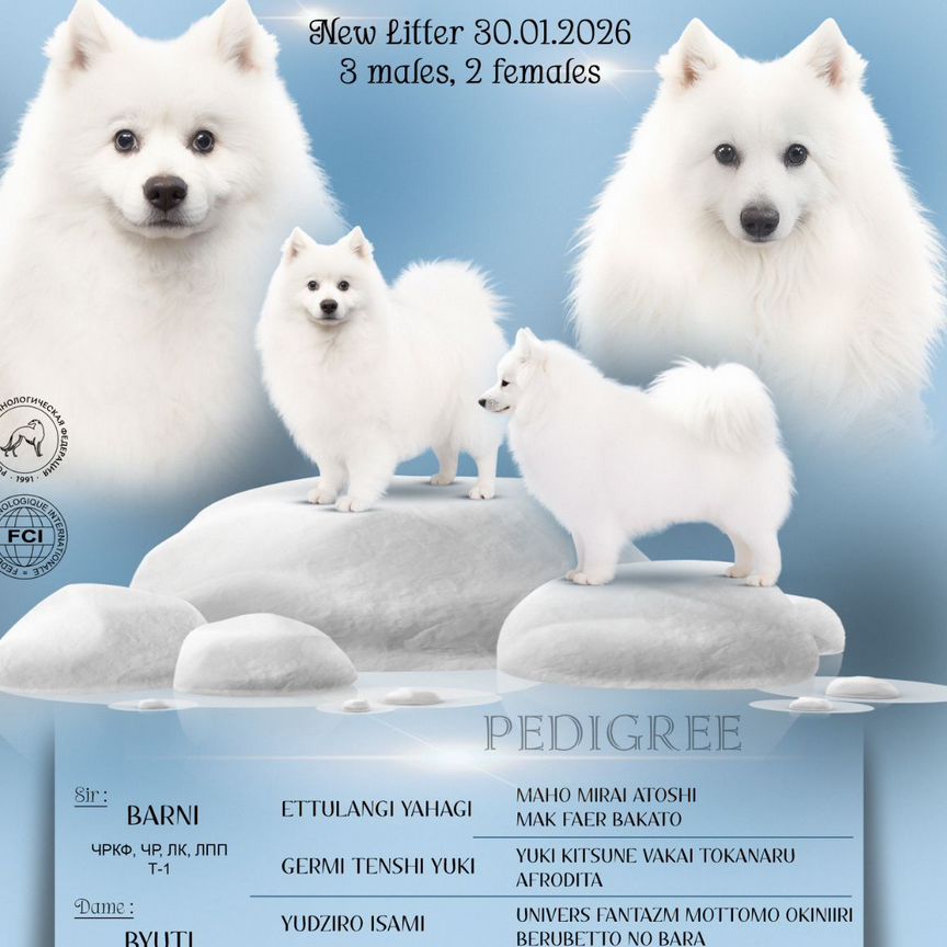 Японский шпиц, щенок