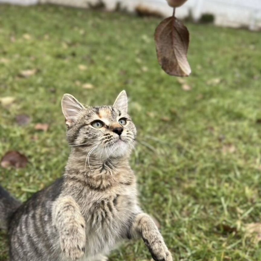 Пристраивается кошечка