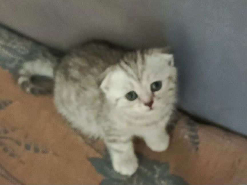 Шотландская кошка