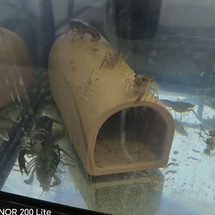 Аквариумные раки