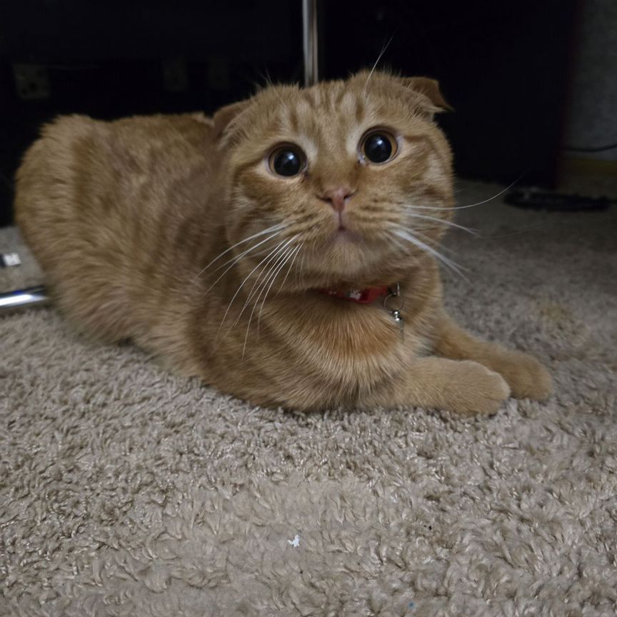 Шотландские вислоухие котята