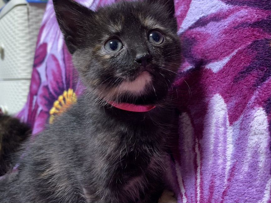 Котятки в добрые руки(остались девочки)