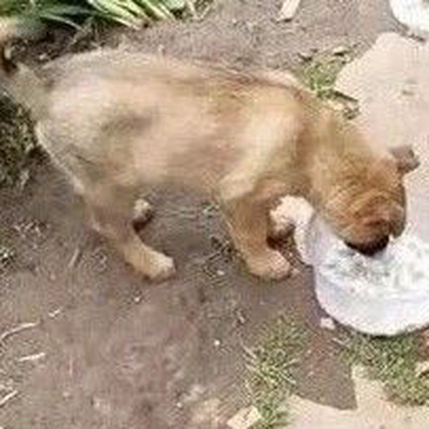Щенок в добрые руки