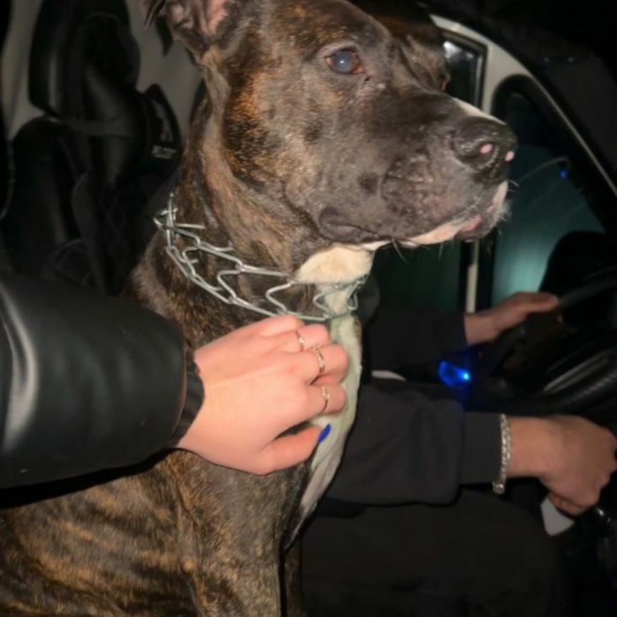 Стаффорд в добрые руки