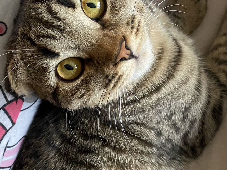 Шотландская вислоухая кошка бесплатно