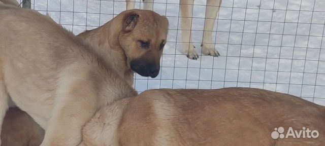 Самая лучшая охранник