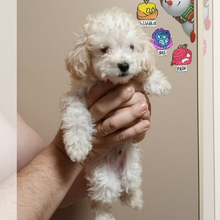 Той-пудель, щенок