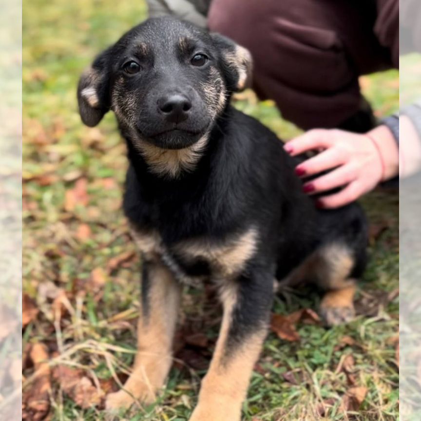 Щенок в добрые руки