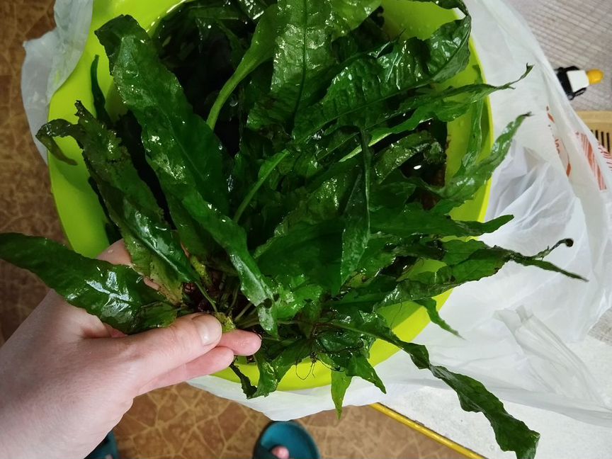 Гигрофила - водное растение для аквариума