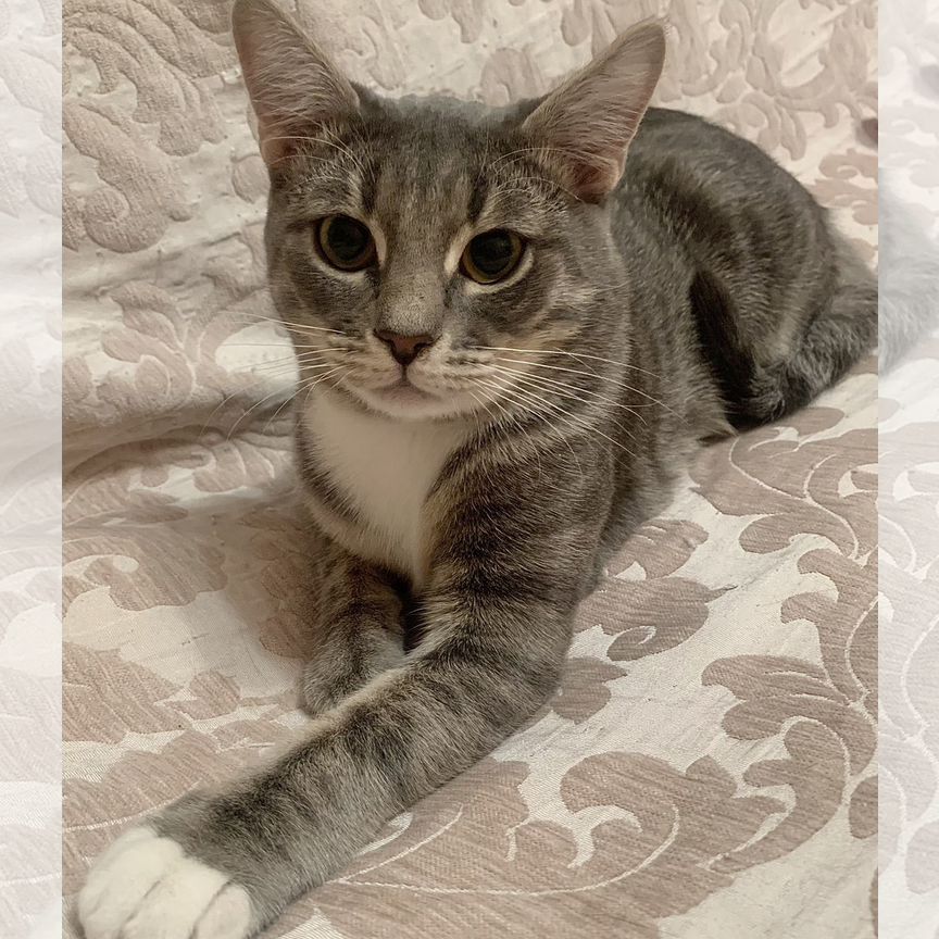 Котята бесплатно в дар