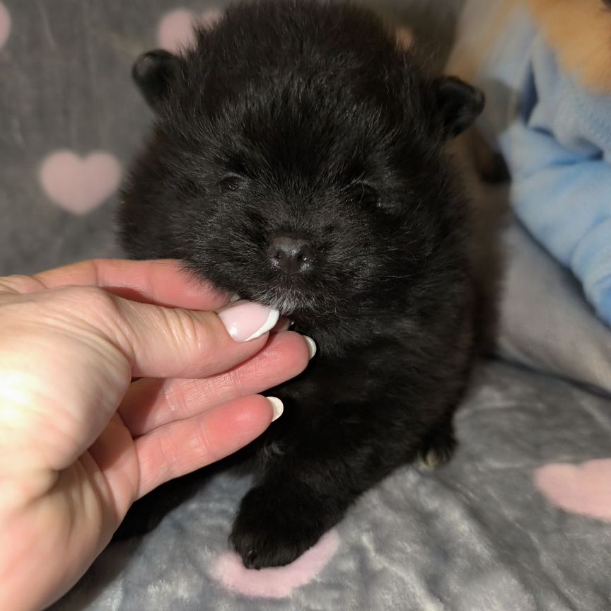 Померанский шпиц, щенок