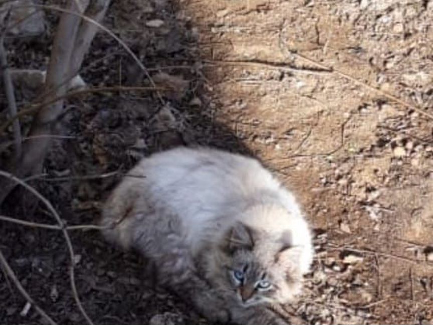 Котенок три дня замерзает под деревом