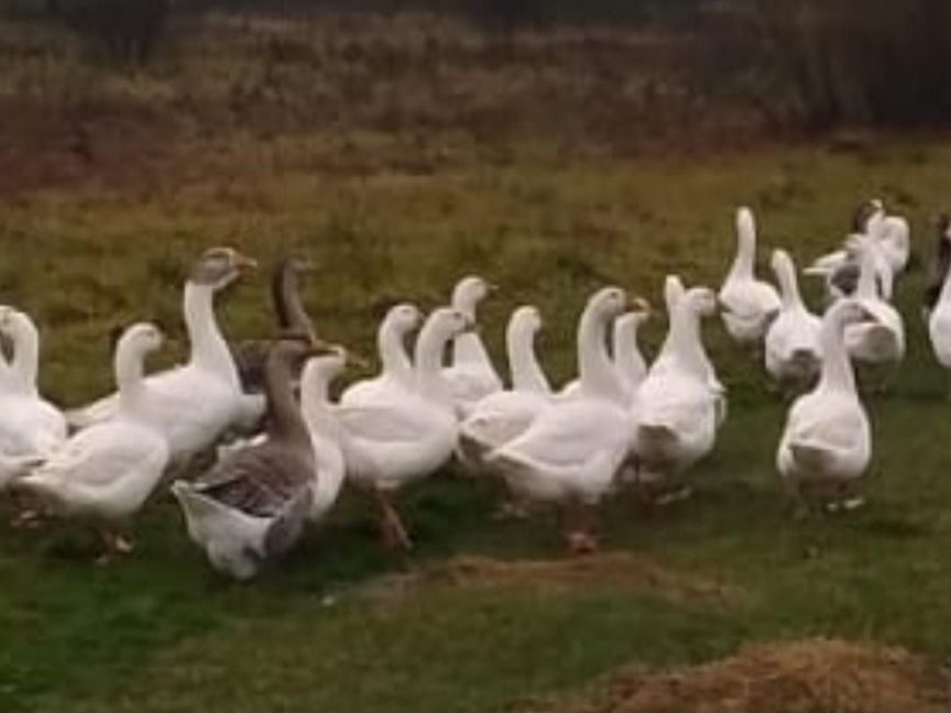 Домашние гуси