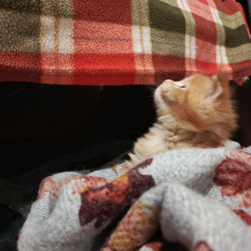 Котята мейн-кун