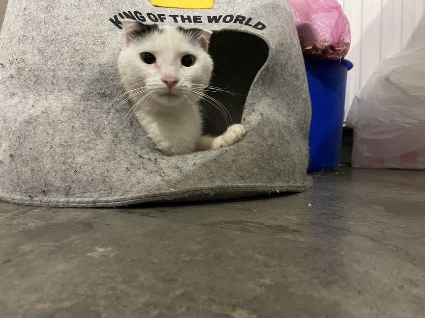 Кошка
