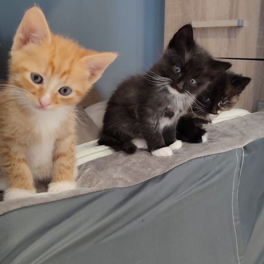 Котята в добрые руки