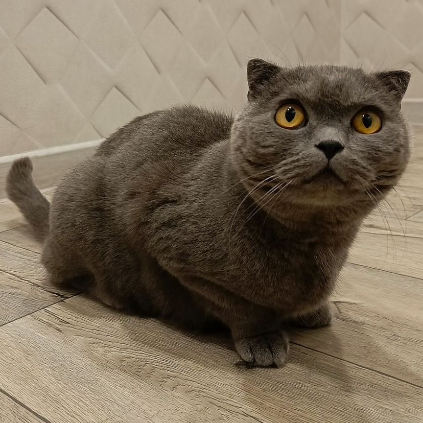 Котики бесплатно