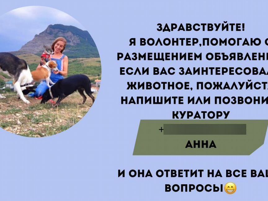 Кошечка Василиса, в добрые руки