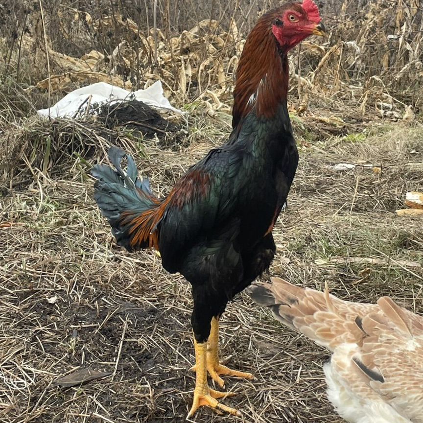 Бойцовые петухи, куры,Дакан