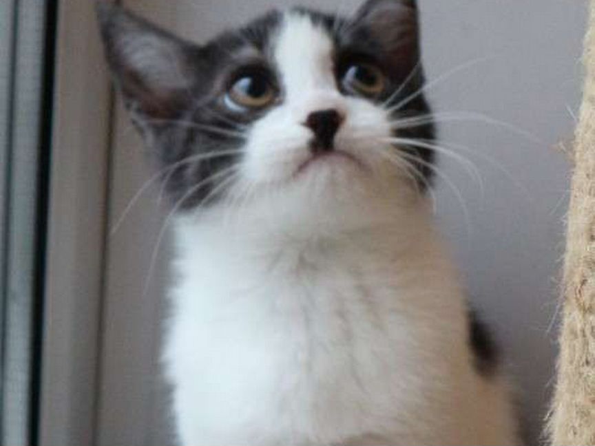 Забавный котенок, девочка- 3 месяца