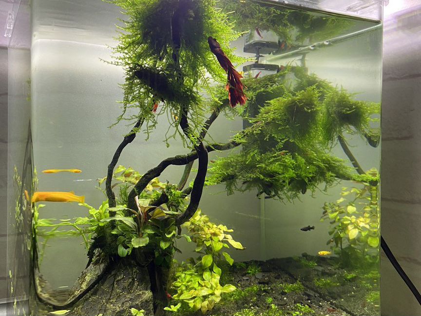 Мох рождественский