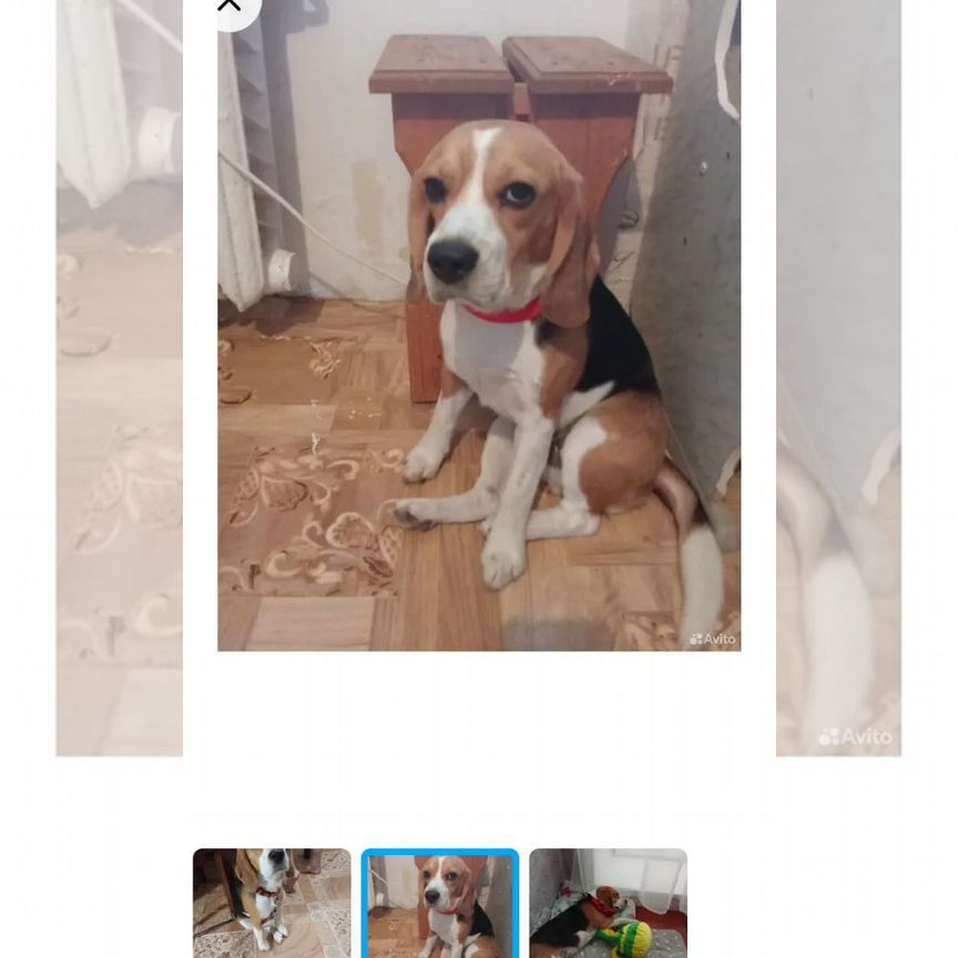 Бигль, взрослая собака