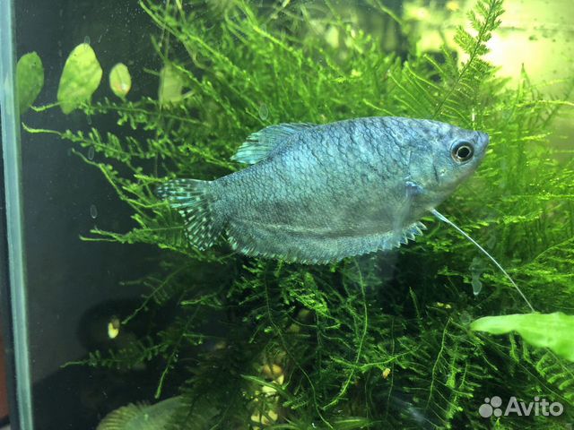 Гурами мраморный самочка и самец