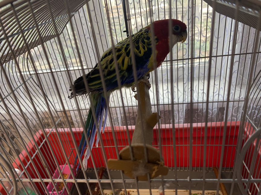 Попугай розелла с клеткой