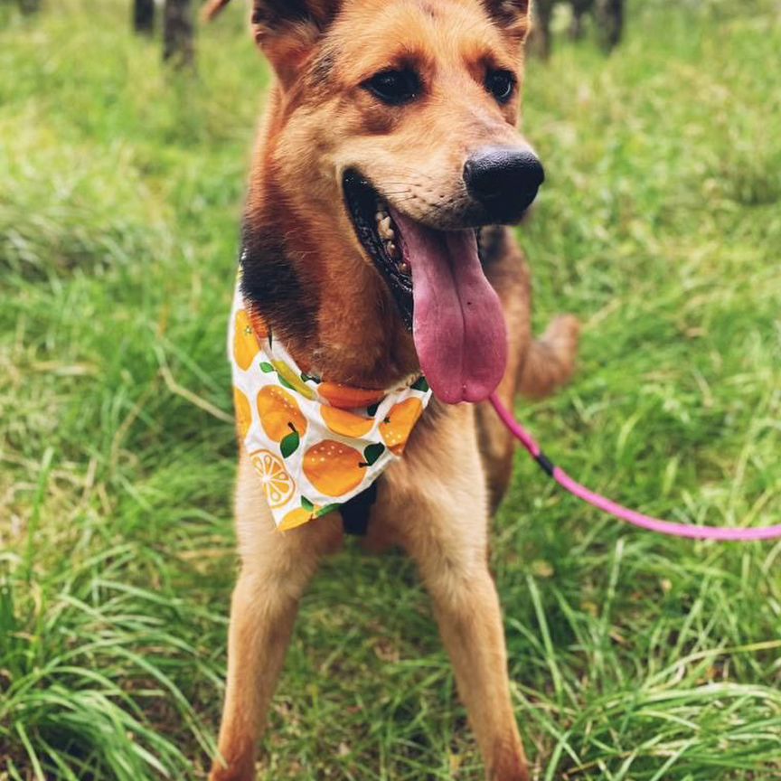 Потрясающе добрая собака ищет дом