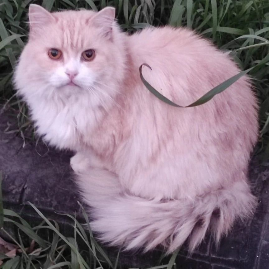 Котик Пушок