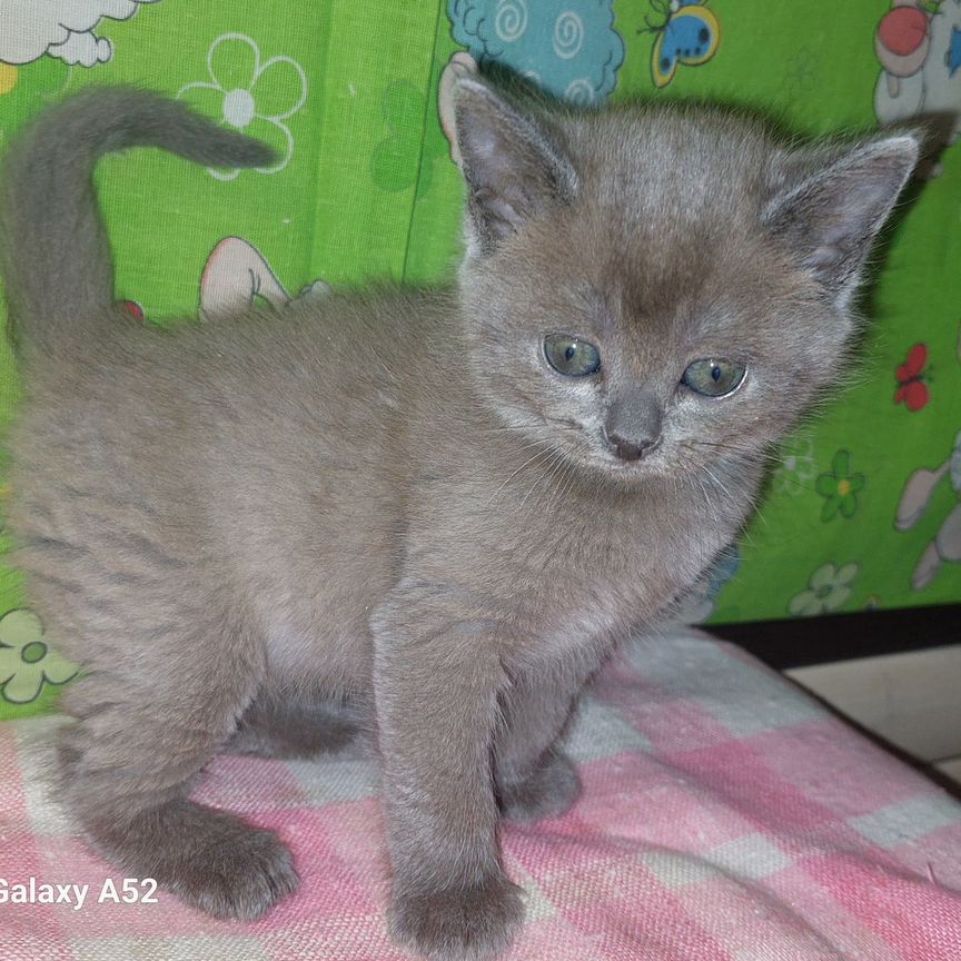 Сиамский котёнок