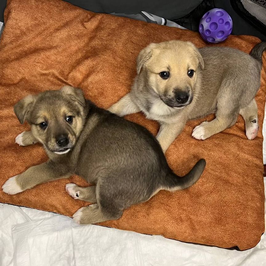 Щенок в добрые руки