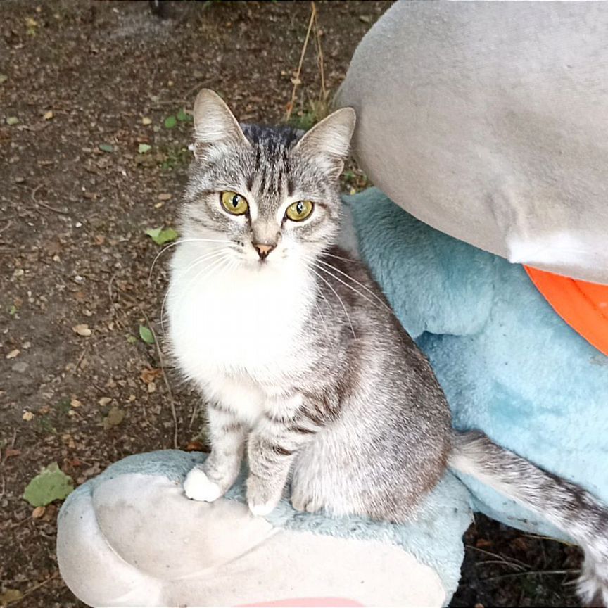 Милая киска очень нуждается в доме