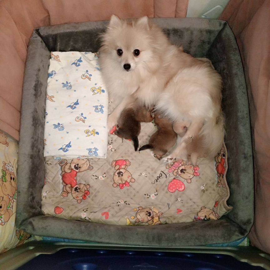 Щеночки шпица