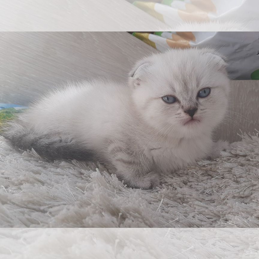 Шотландские малышки