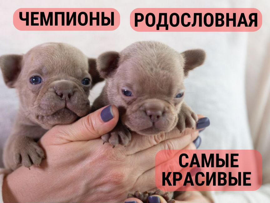 Французский бульдог Изабелла