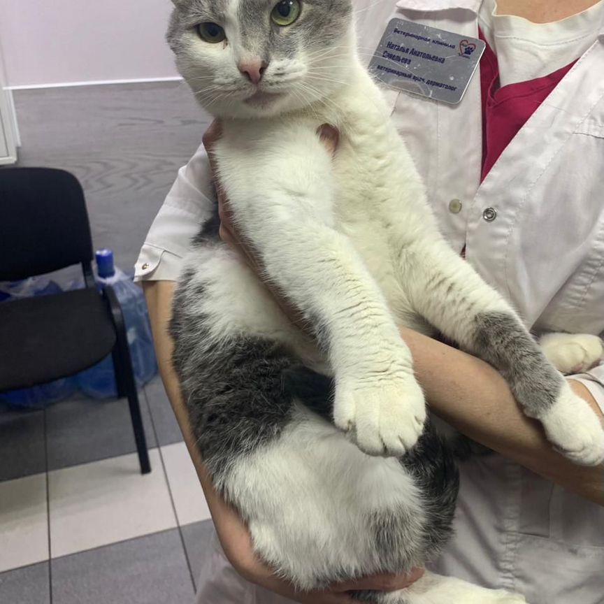 Кот