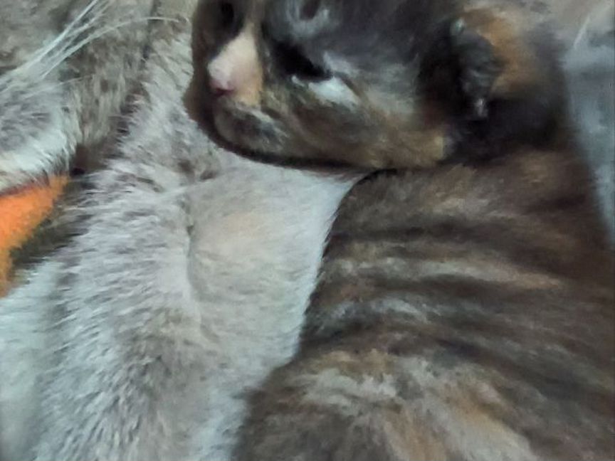 Шотландские котята