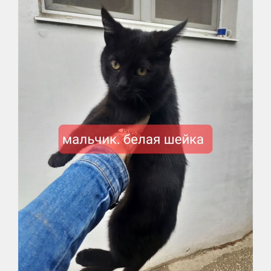 Котики бесплатно в добрые руки