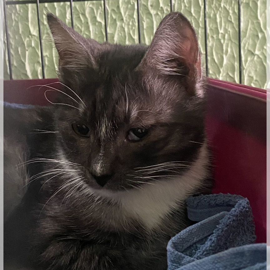 Котёнок в добрые руки
