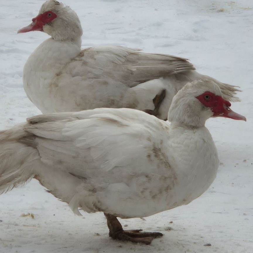 Инкубационное яйцо белой мускусной тяжелой утки