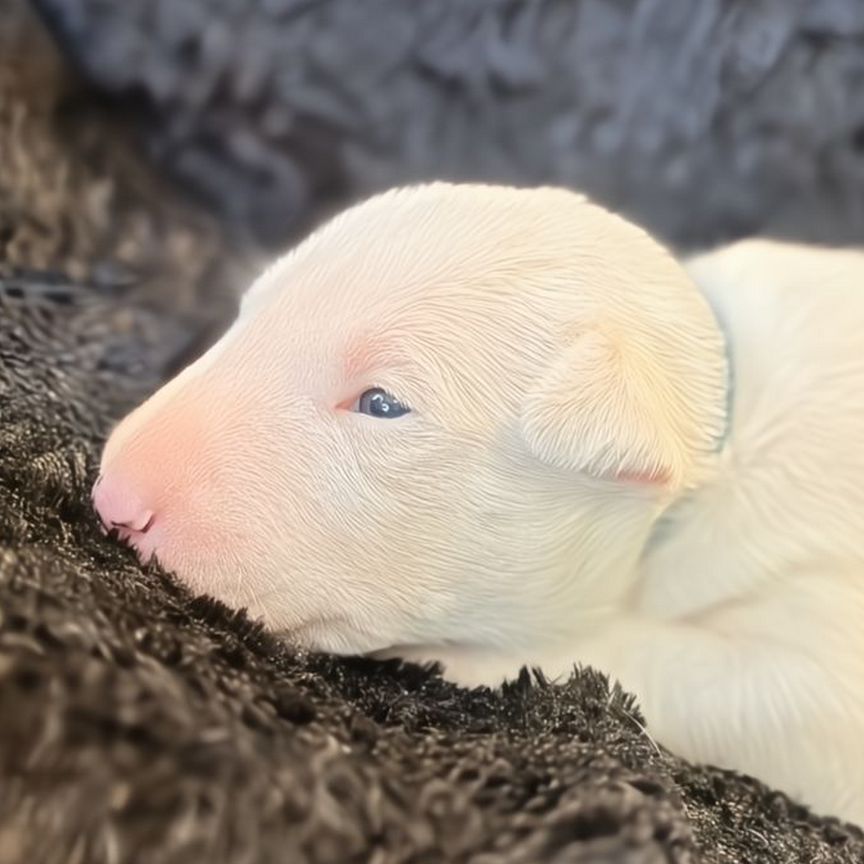 Бультерьер, щенок