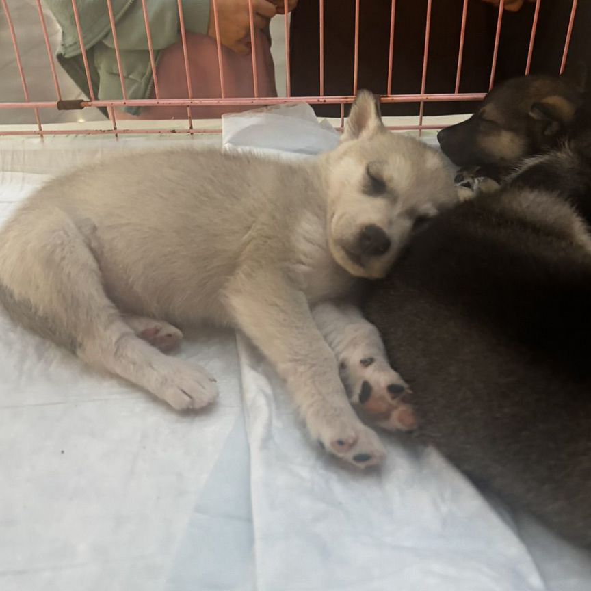 Щенок в добрые руки