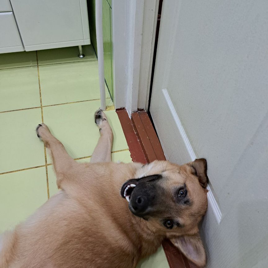 Собака в добрые руки отдам бесплатно