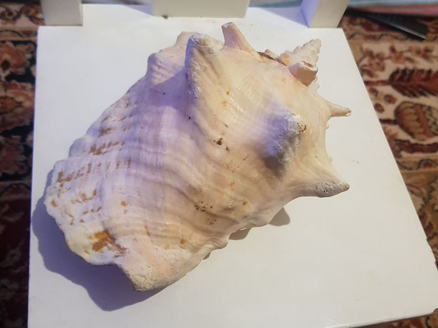 Крупная ракушка