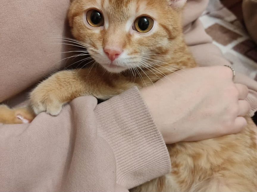 Пристраивается котенок