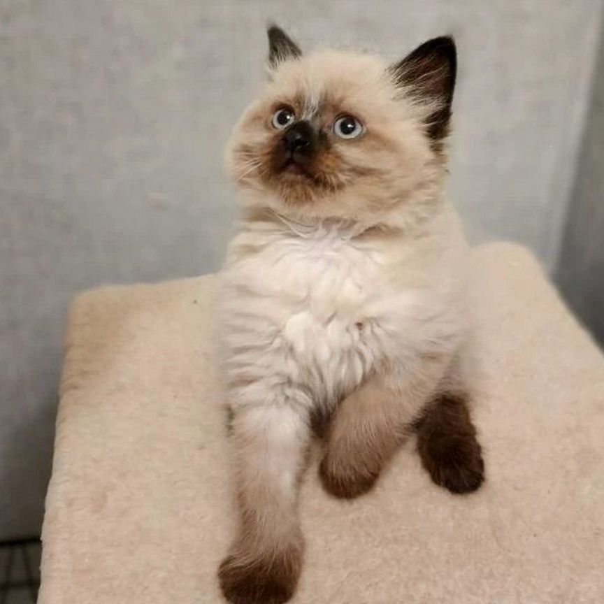 Невский маскарадный котёнок