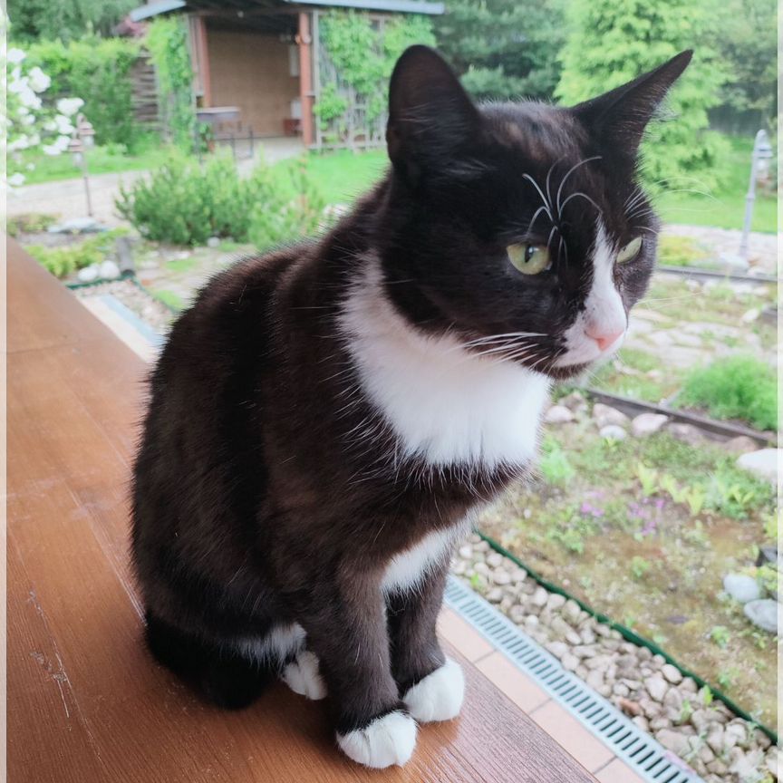 Шикарная ласковая кошка-мышеловка в добрые руки